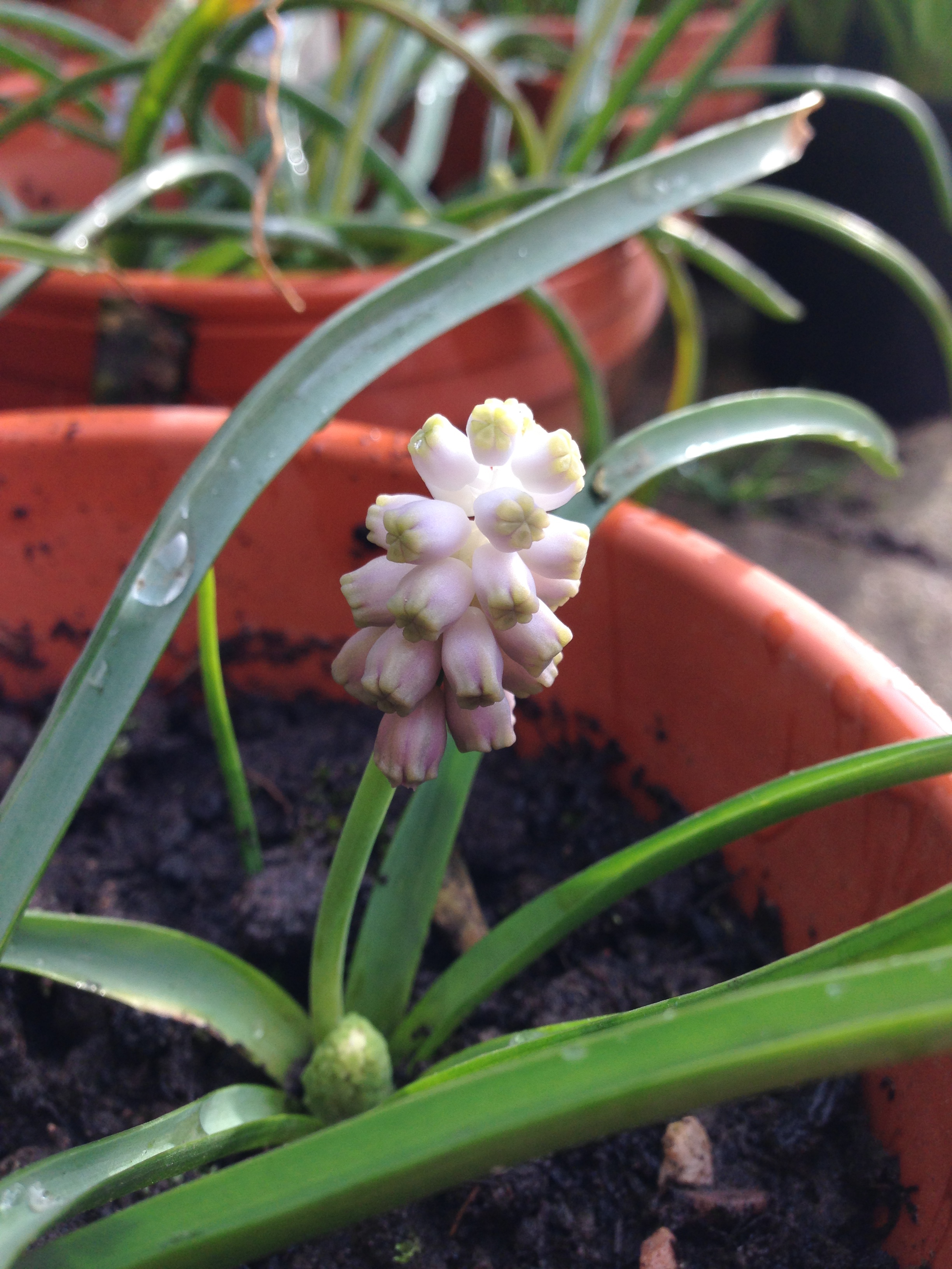 Muscari commutatum album – Gardeneasta