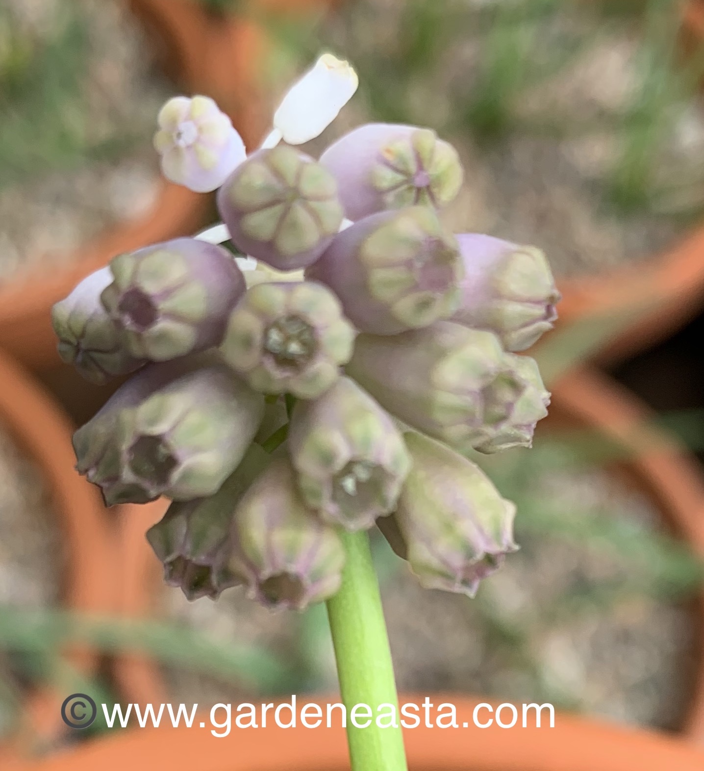 Muscari commutatum album – Gardeneasta