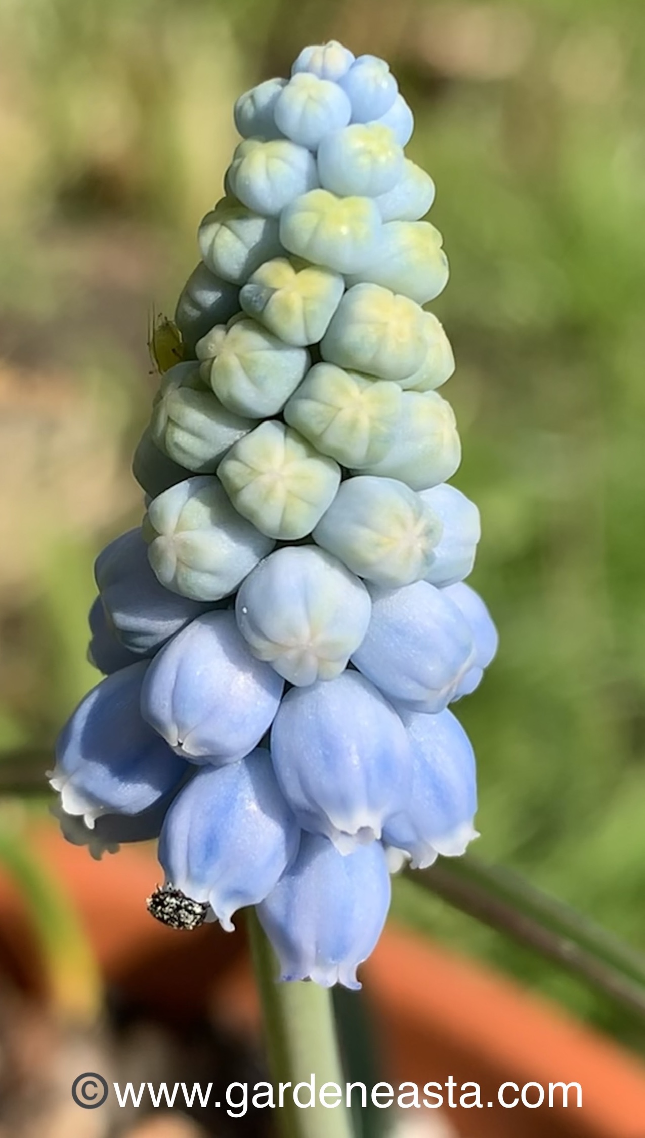 Muscari ‘Valerie Finnis’ – Gardeneasta