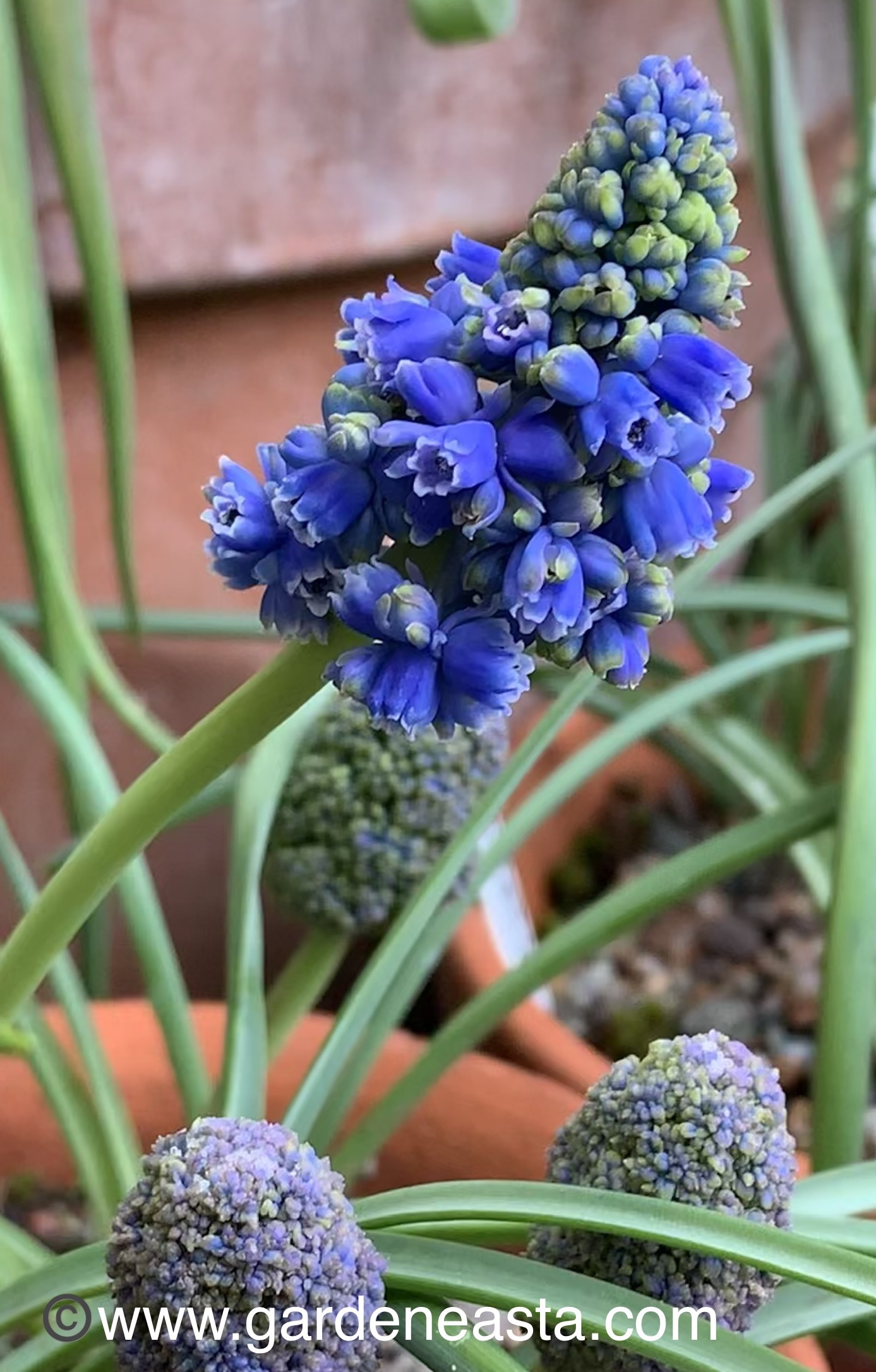 Muscari ‘Blue Spike’ – Gardeneasta
