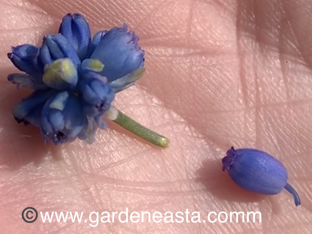 Muscari ‘Blue Spike’ – Gardeneasta