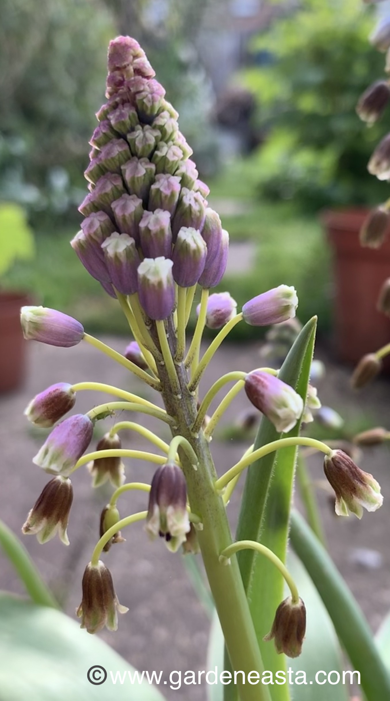 Bellevalia? – Gardeneasta