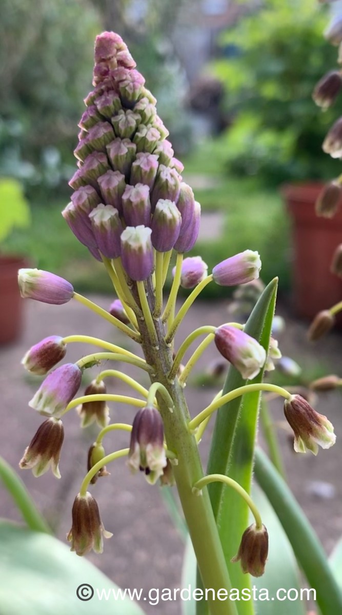 Bellevalia? – Gardeneasta