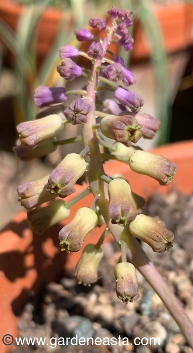 Wonderful, marvellous, amazing… – Gardeneasta