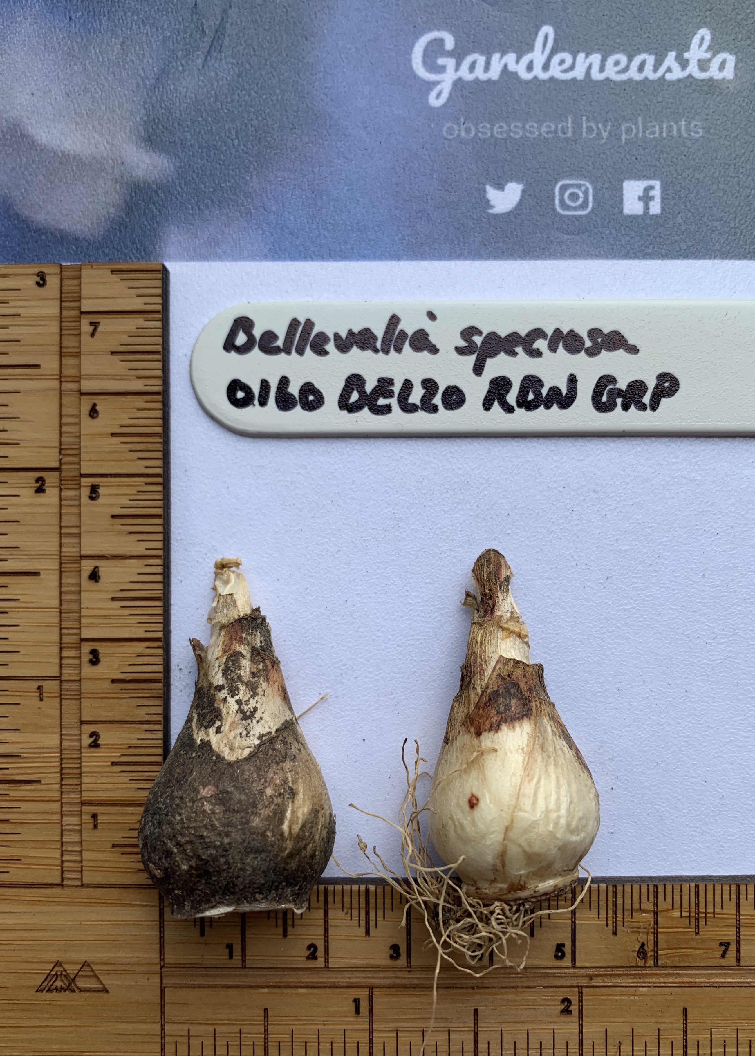 Bellevalia sp. violet form – Gardeneasta
