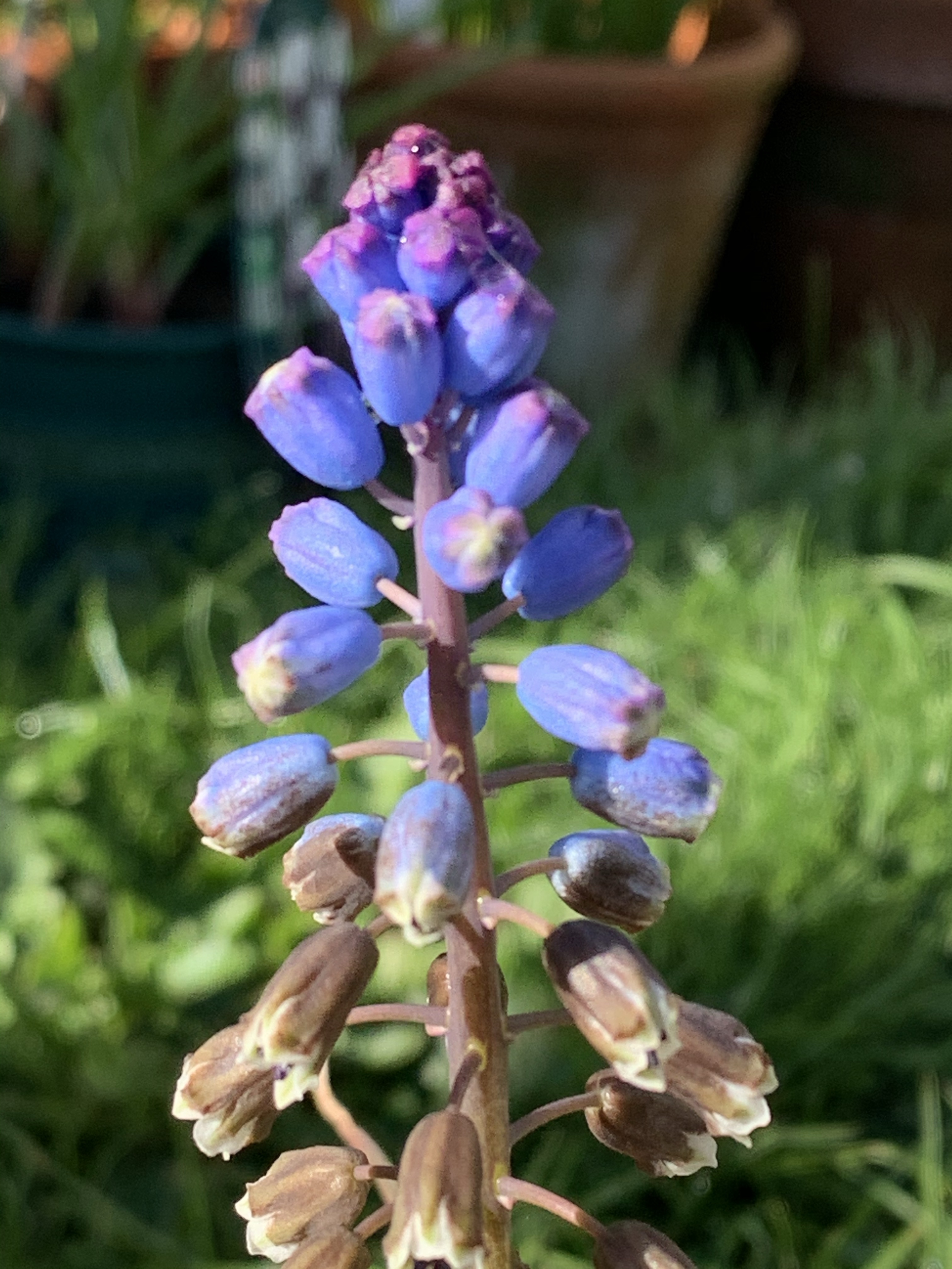 Bellevalia – Gardeneasta