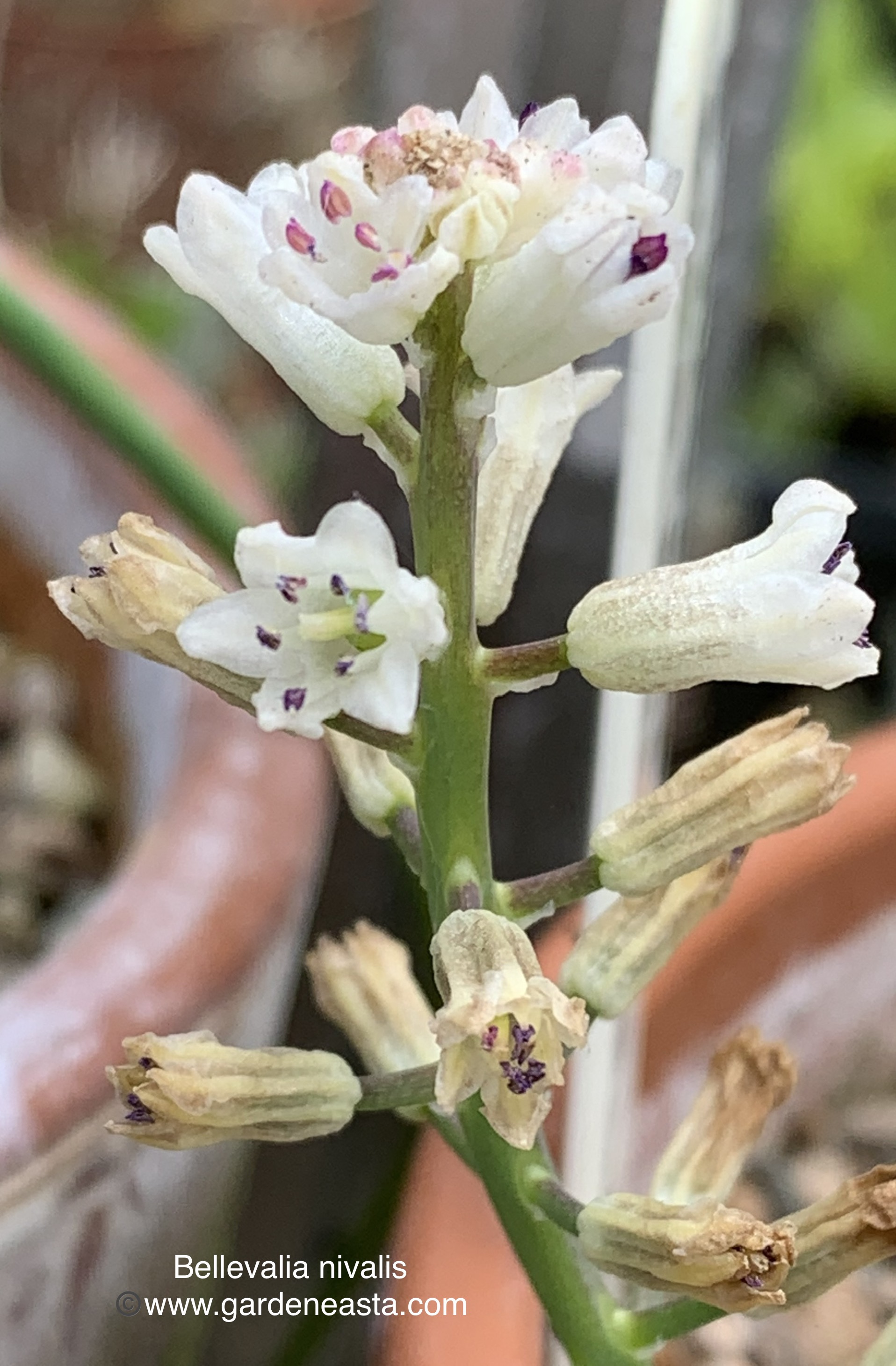 Bellevalia nivalis – Gardeneasta