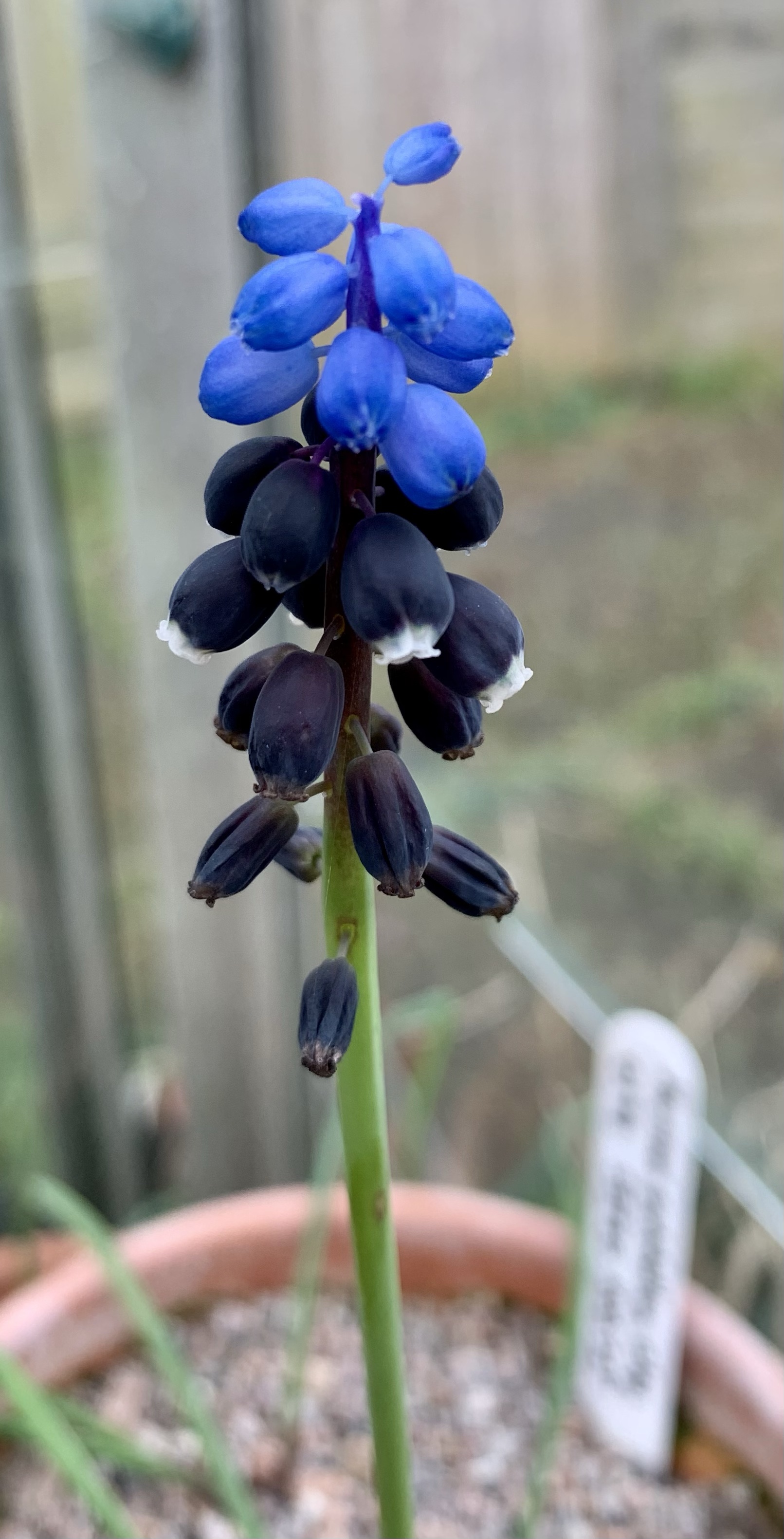 Muscari pulchellum subsp. clepsydroides – Gardeneasta