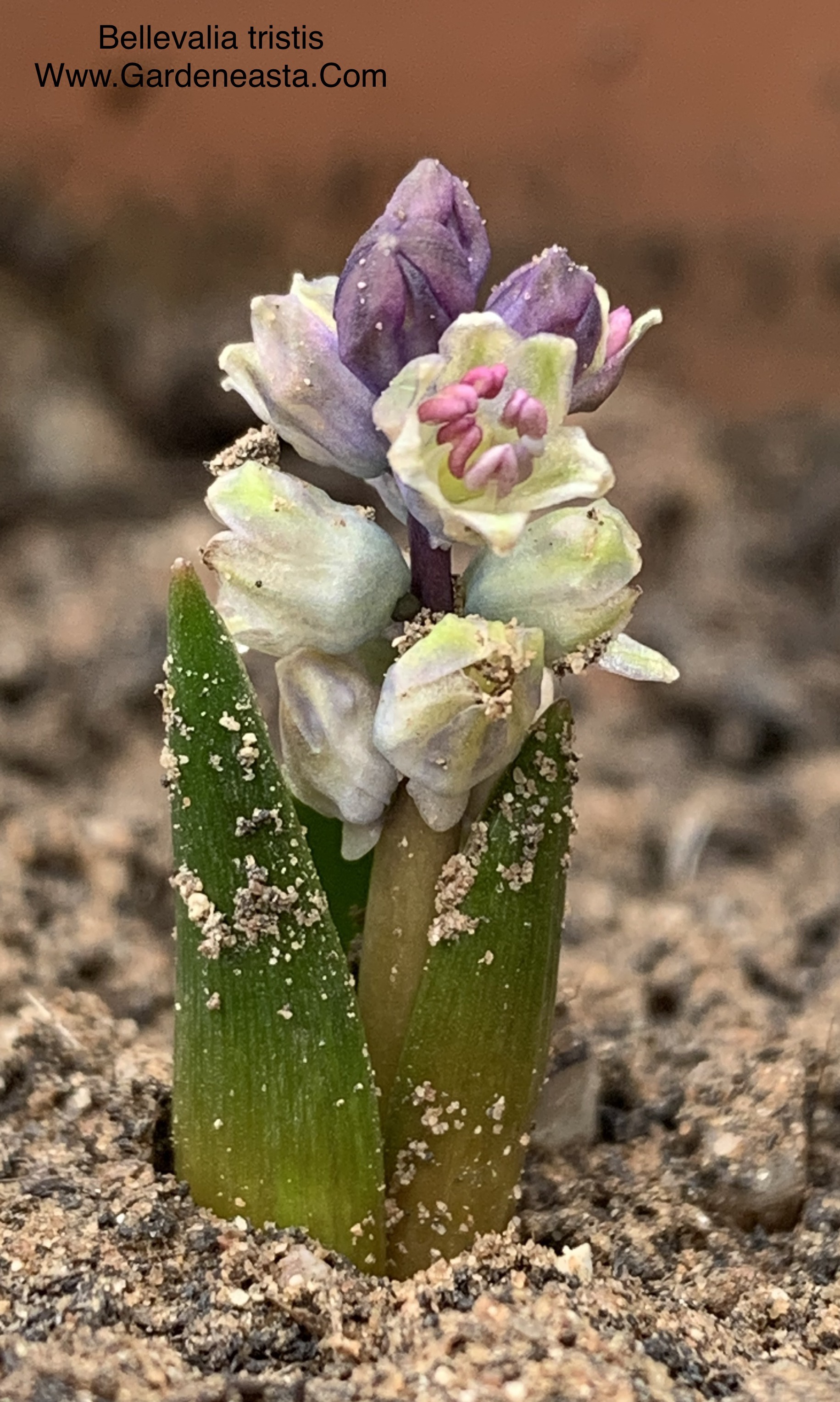Bellevalia tristis – Gardeneasta