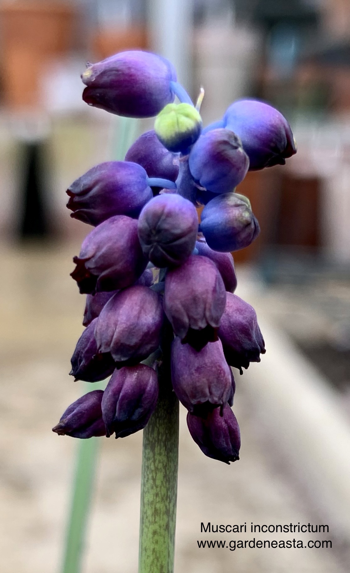 Muscari inconstrictum – Gardeneasta