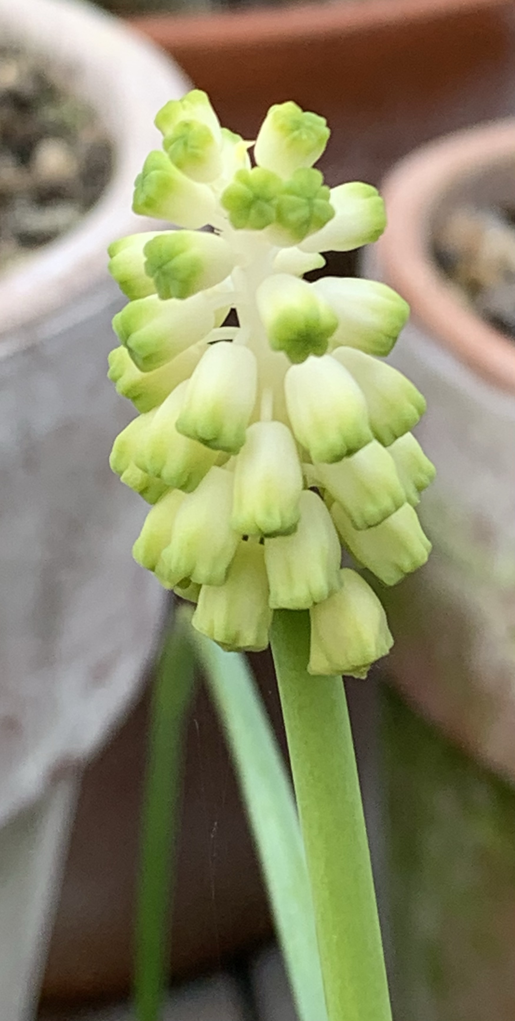 Muscari commutatum Achladea – Gardeneasta