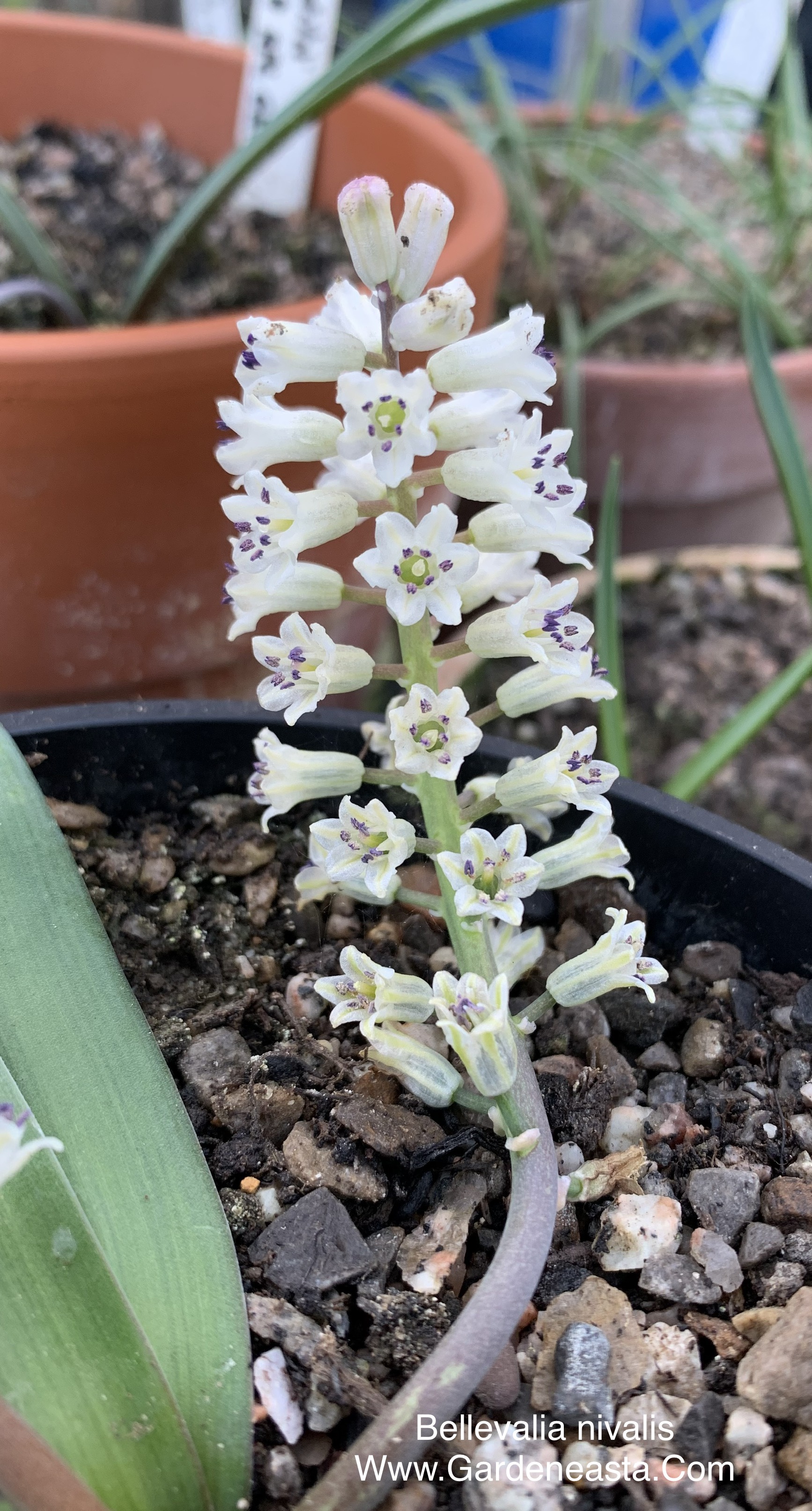 Bellevalia nivalis – Gardeneasta