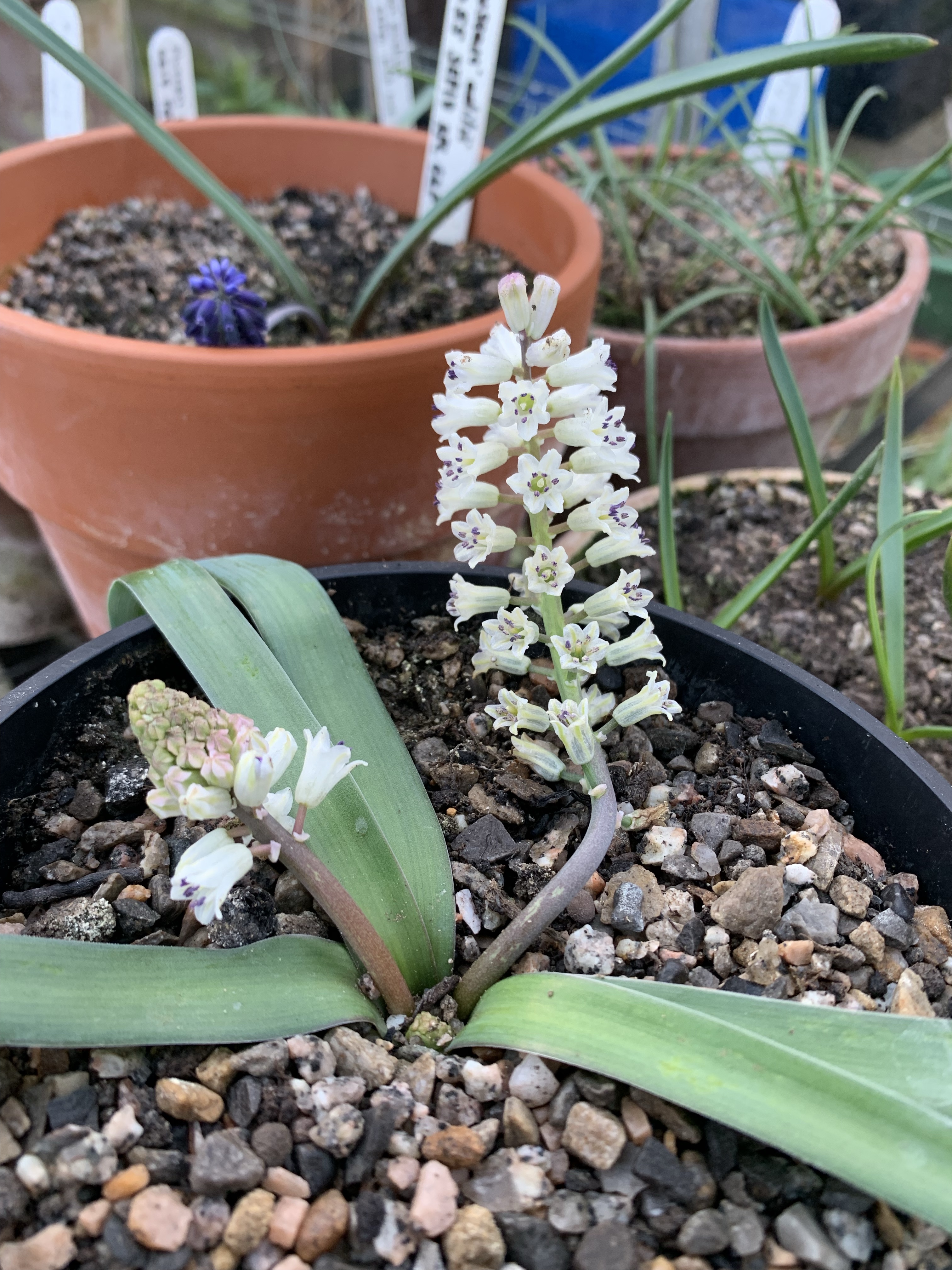 Bellevalia nivalis – Gardeneasta