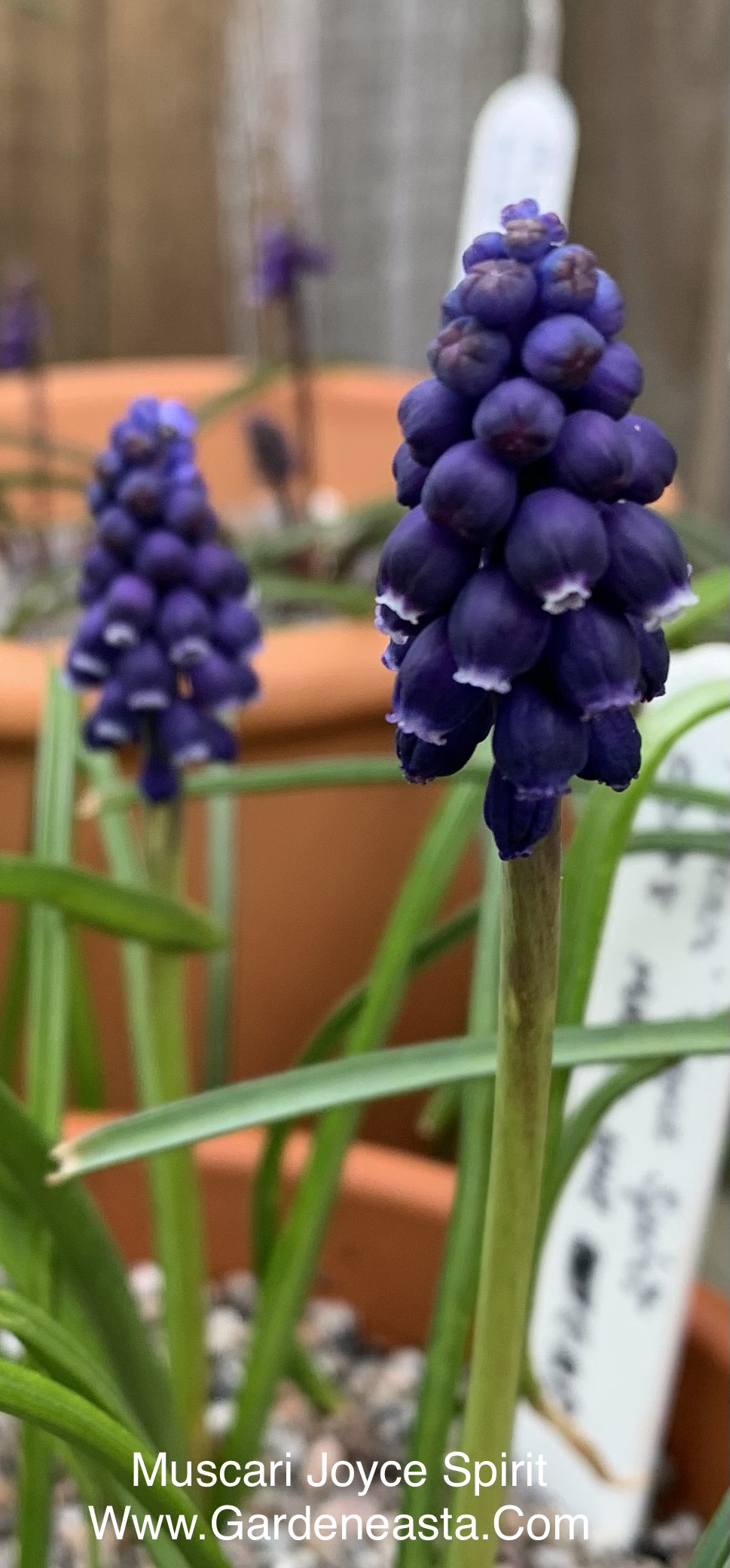 Muscari ‘Joyce Spirit’ – Gardeneasta