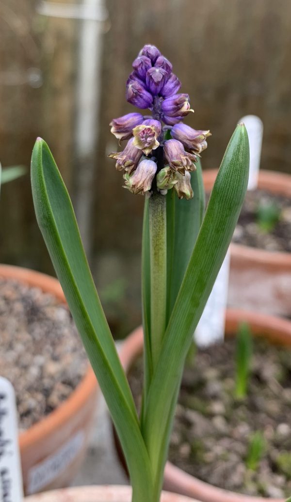 Bellevalia assadii RRW 09008 – Gardeneasta